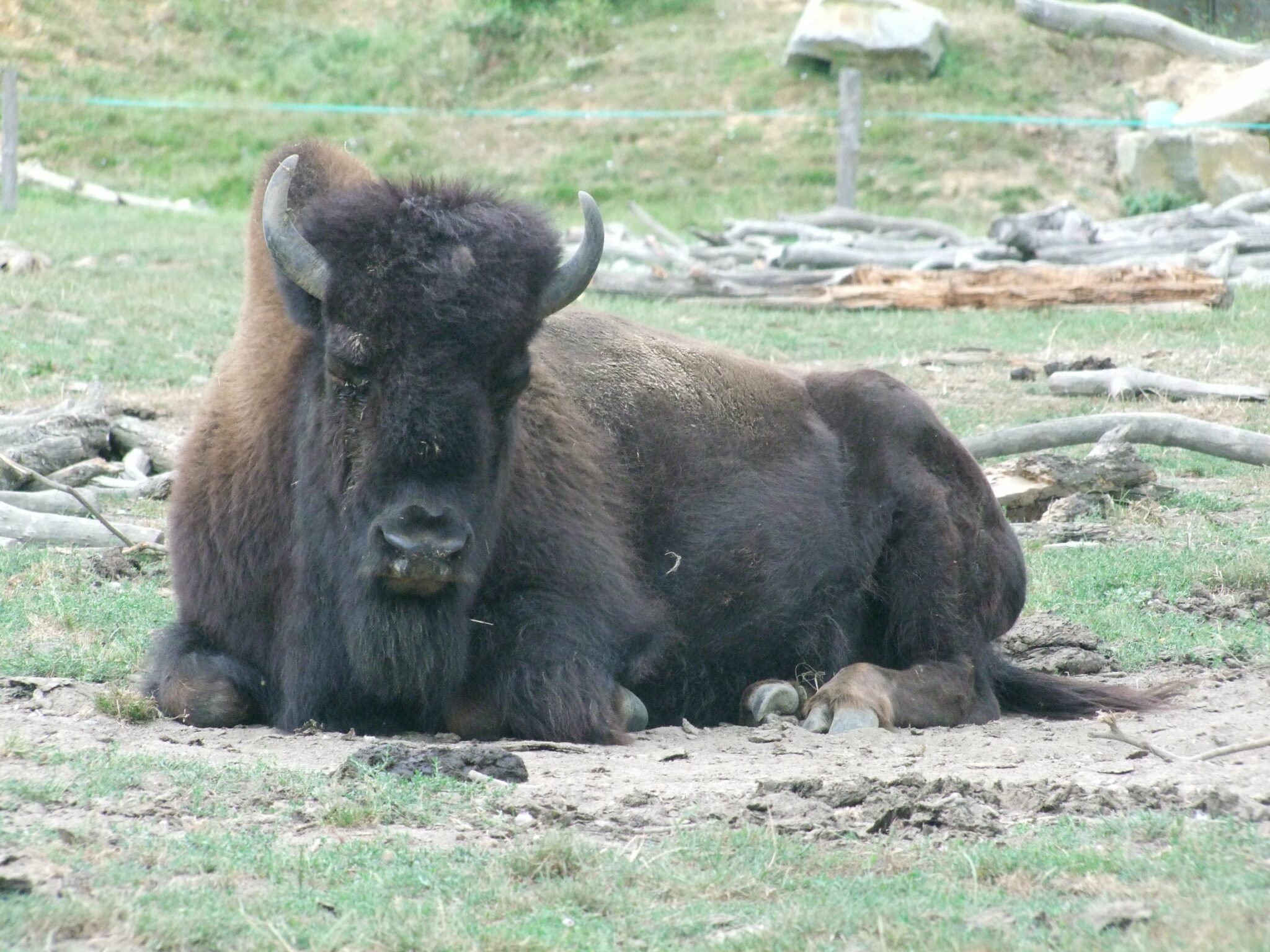 Bison d'Amérique - Nature et Zoo : l'actualité des parcs zoologiques