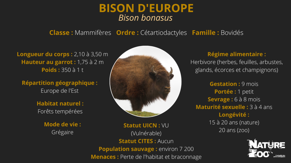 Bison d'Europe - Nature et Zoo : l'actualité des parcs zoologiques