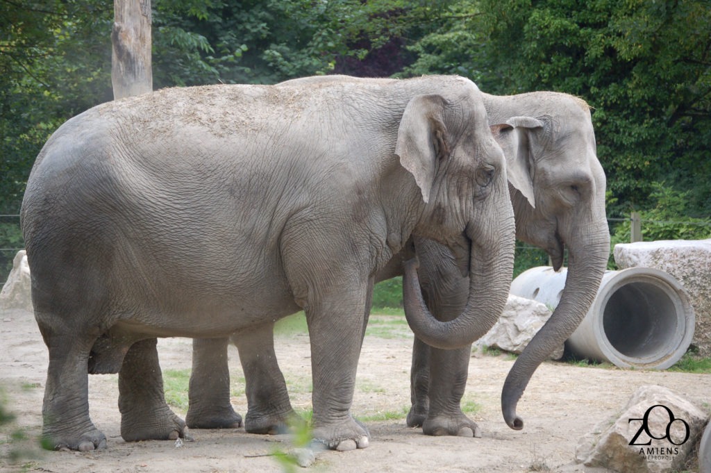 Le zoo d'Amiens - Nature&Zoo : le blog des parcs zoologiques