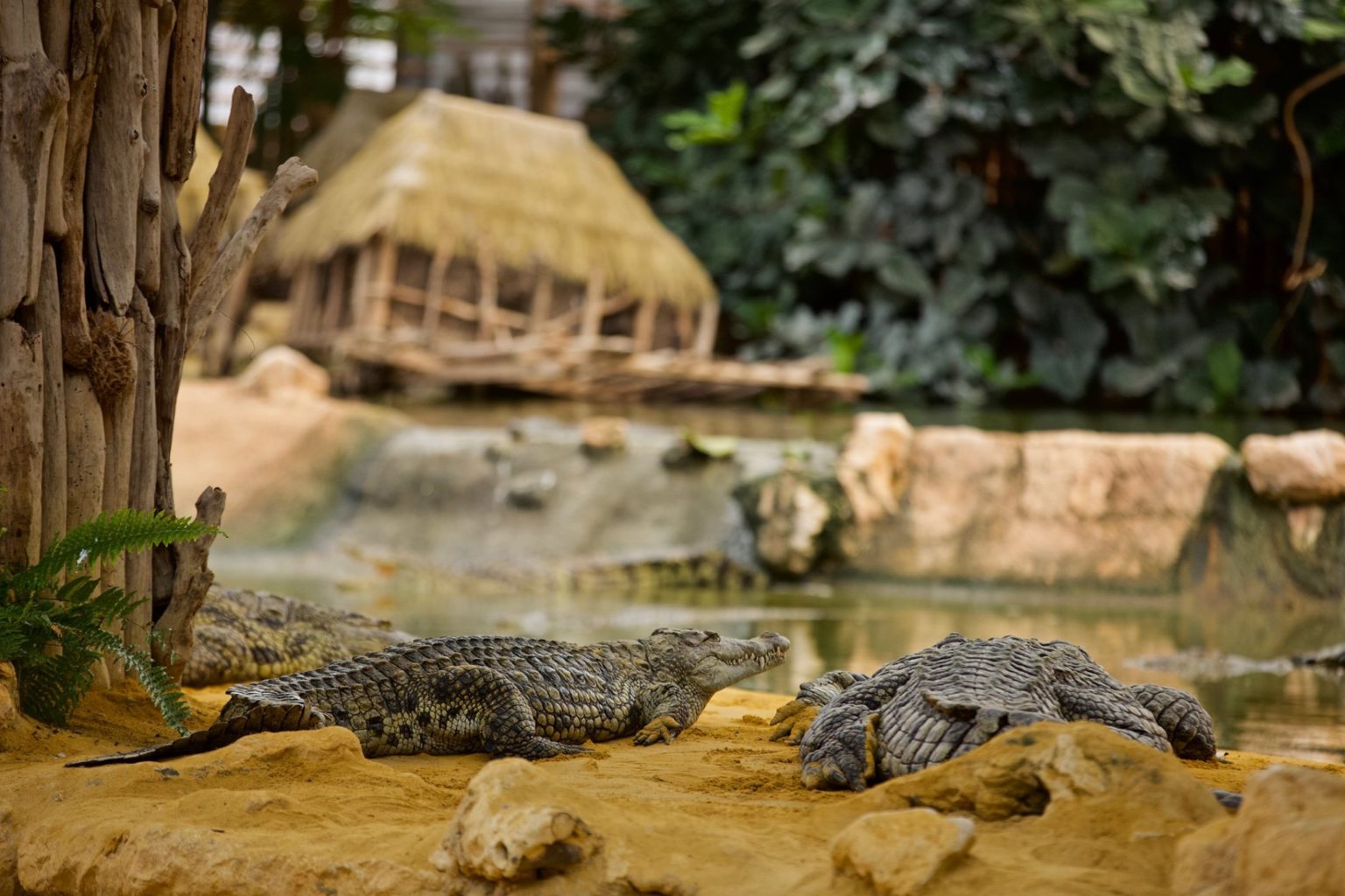 La Ferme aux Crocodiles - Nature et Zoo : le blog des parcs zoologiques