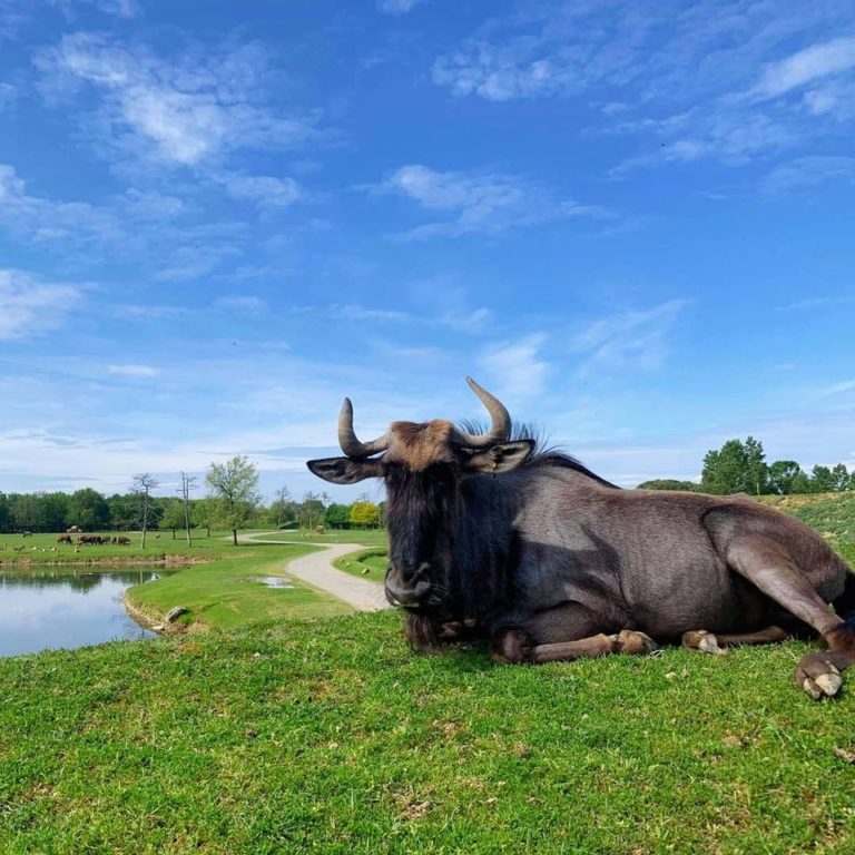 Zoo African Safari - Nature et Zoo : le blog des parcs zoologiques