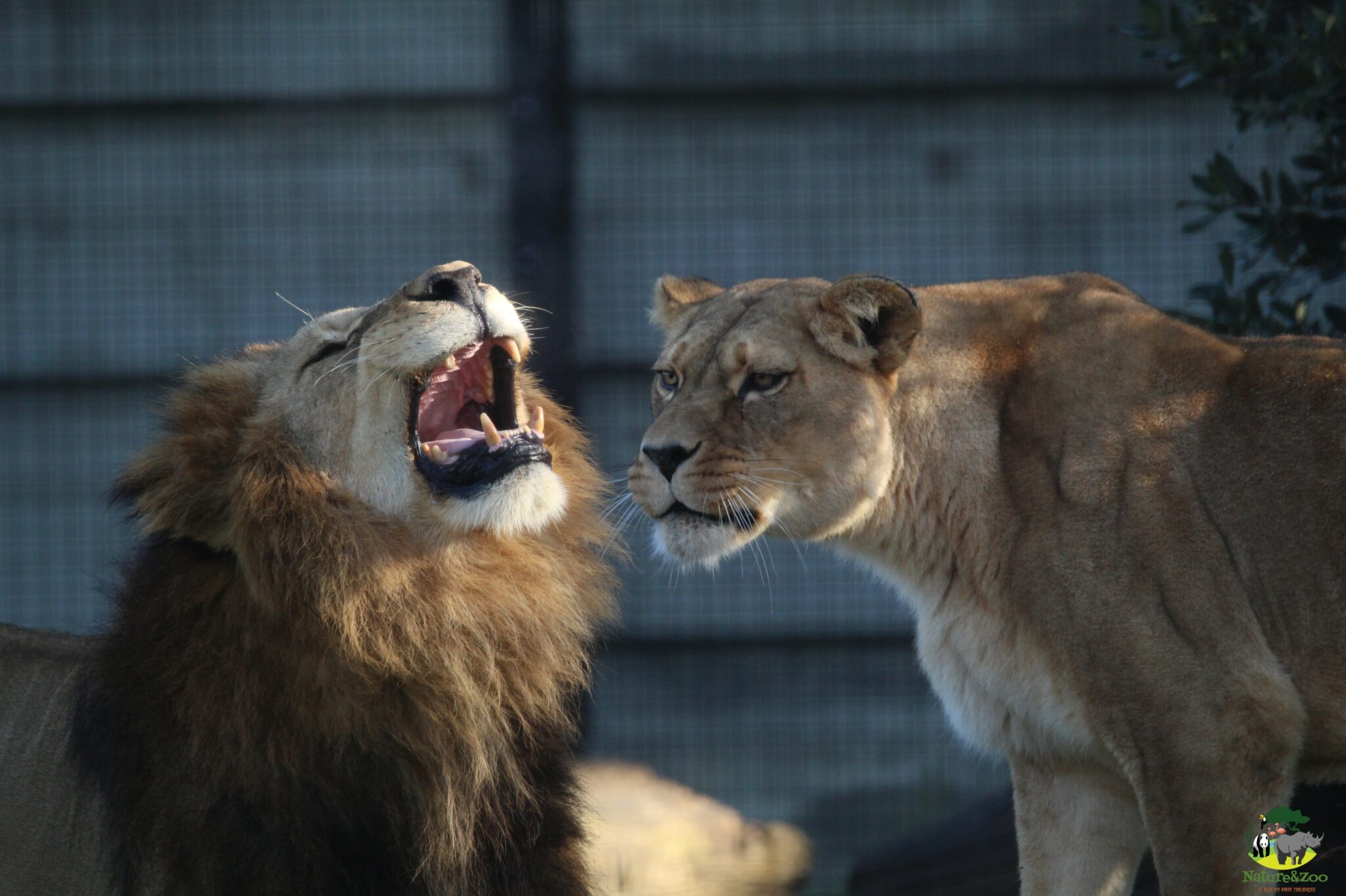 Le Parc Zoologique de Paris présente Volcan, le nouveau lion de l'Atlas ...