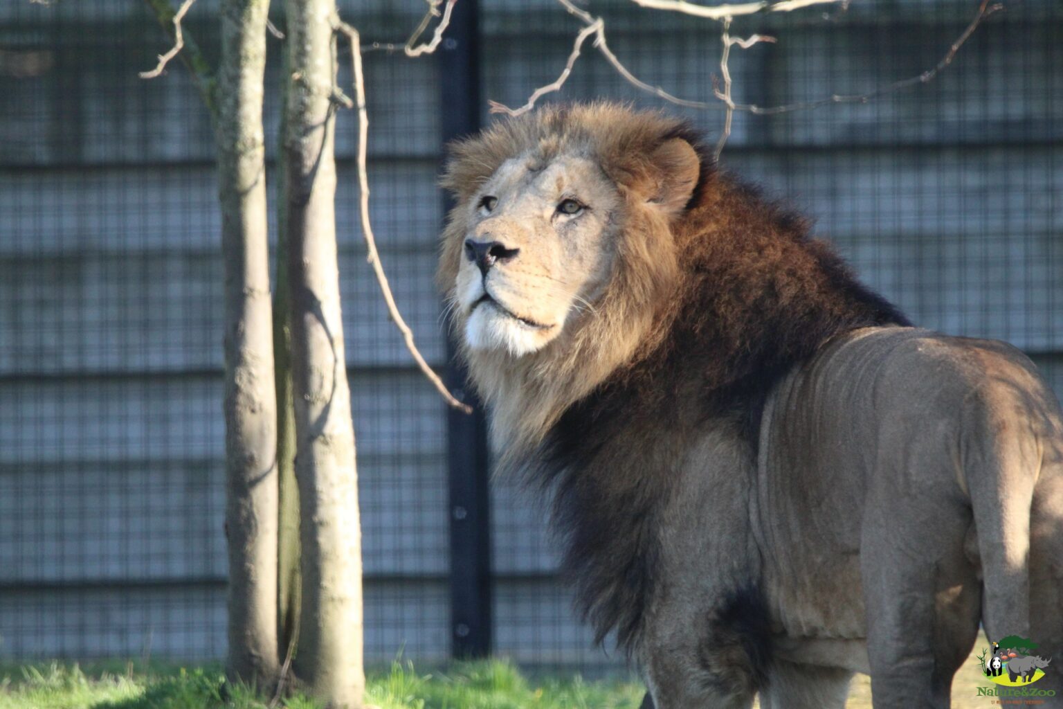 Le Parc Zoologique de Paris présente Volcan, le nouveau lion de l'Atlas ...