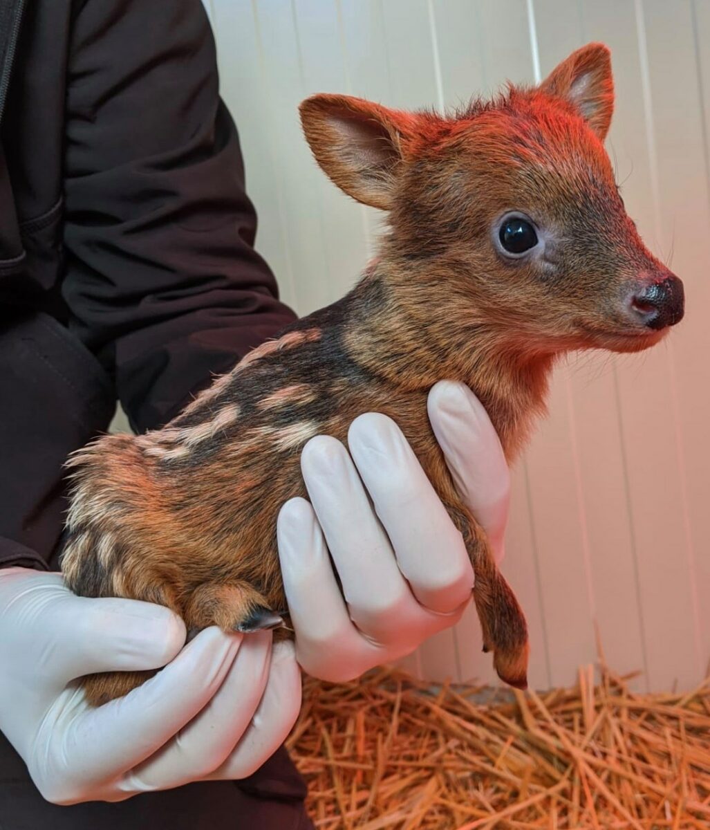 Les nouveautés dans les zoos en 2021 - Nature et Zoo