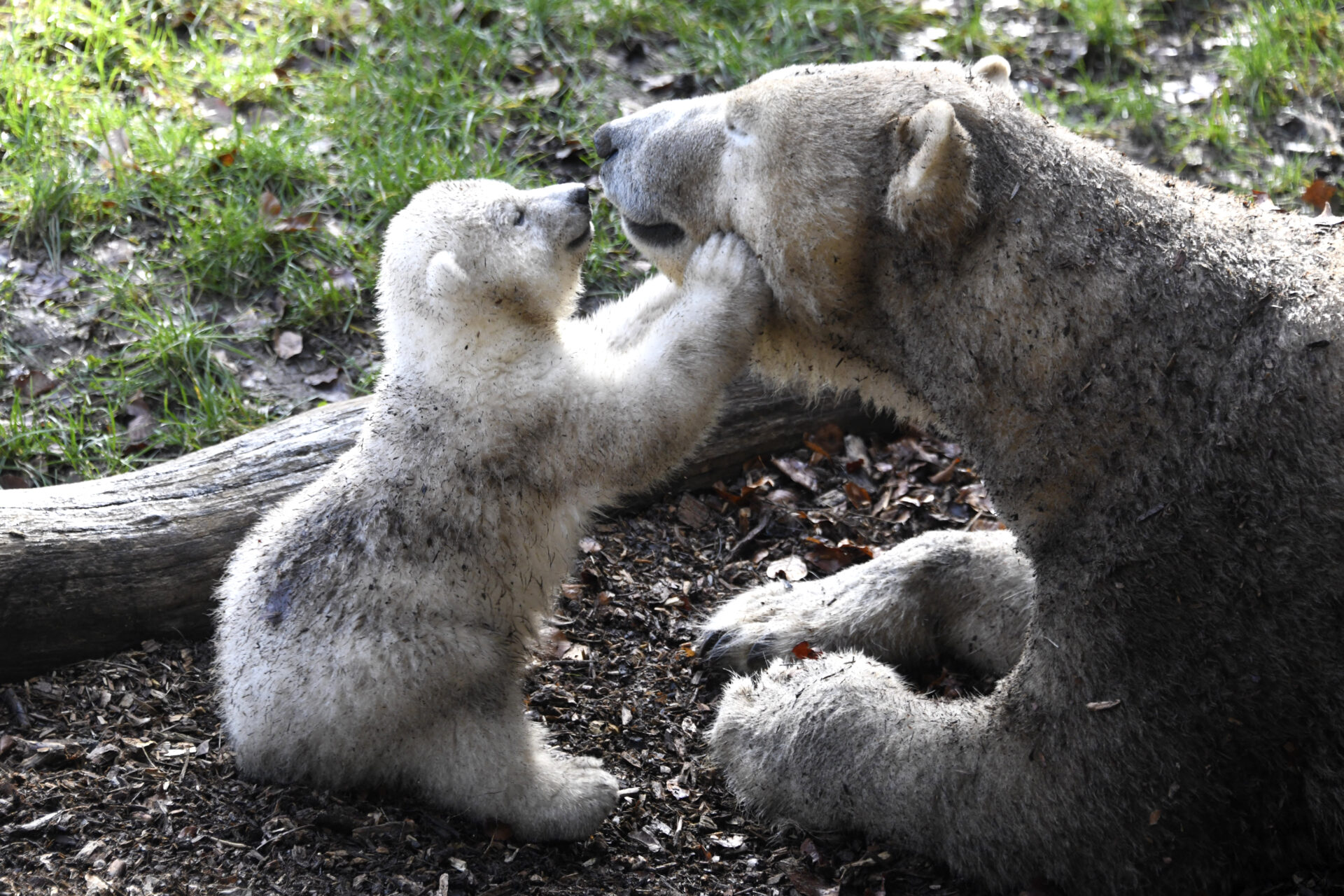 Rétrospective de l'année 2021 - Nature et Zoo