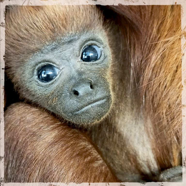 Un petit singe hurleur roux voit le jour à Planète Sauvage - Nature et Zoo
