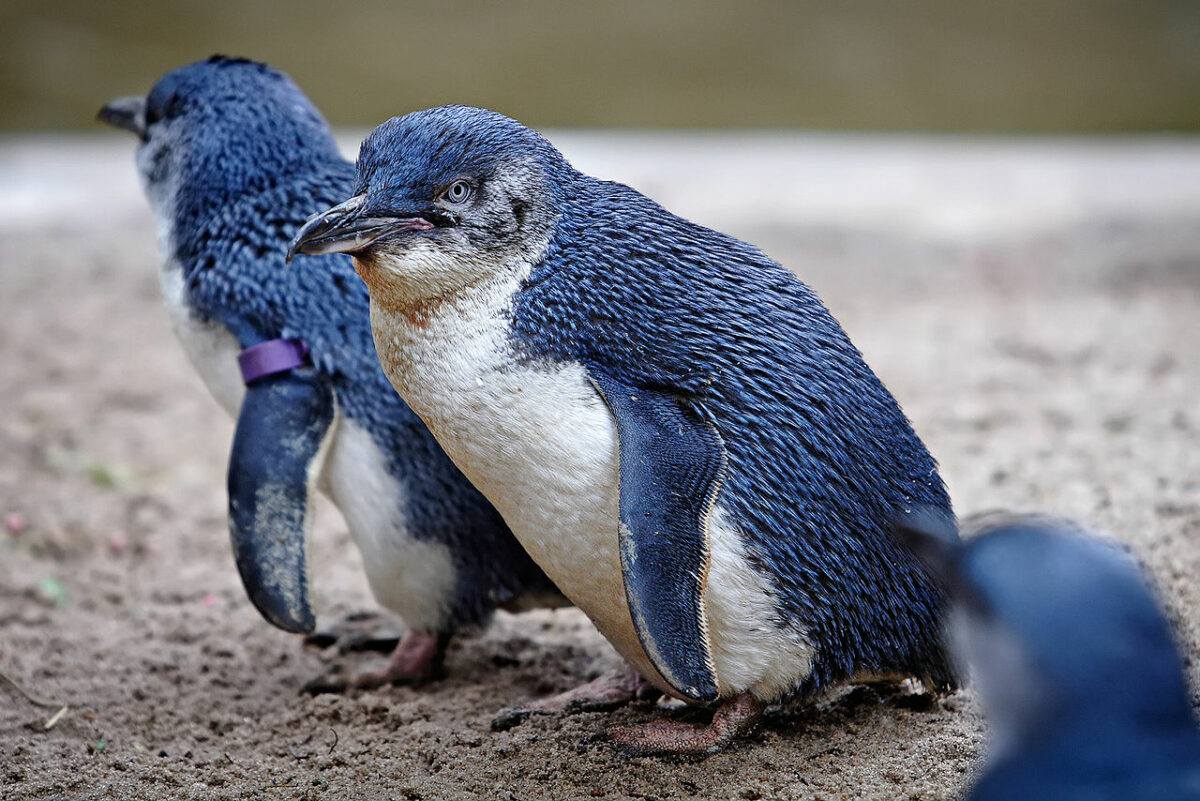 Zoom sur… les manchots ! - Nature et Zoo : l'actualité des zoos