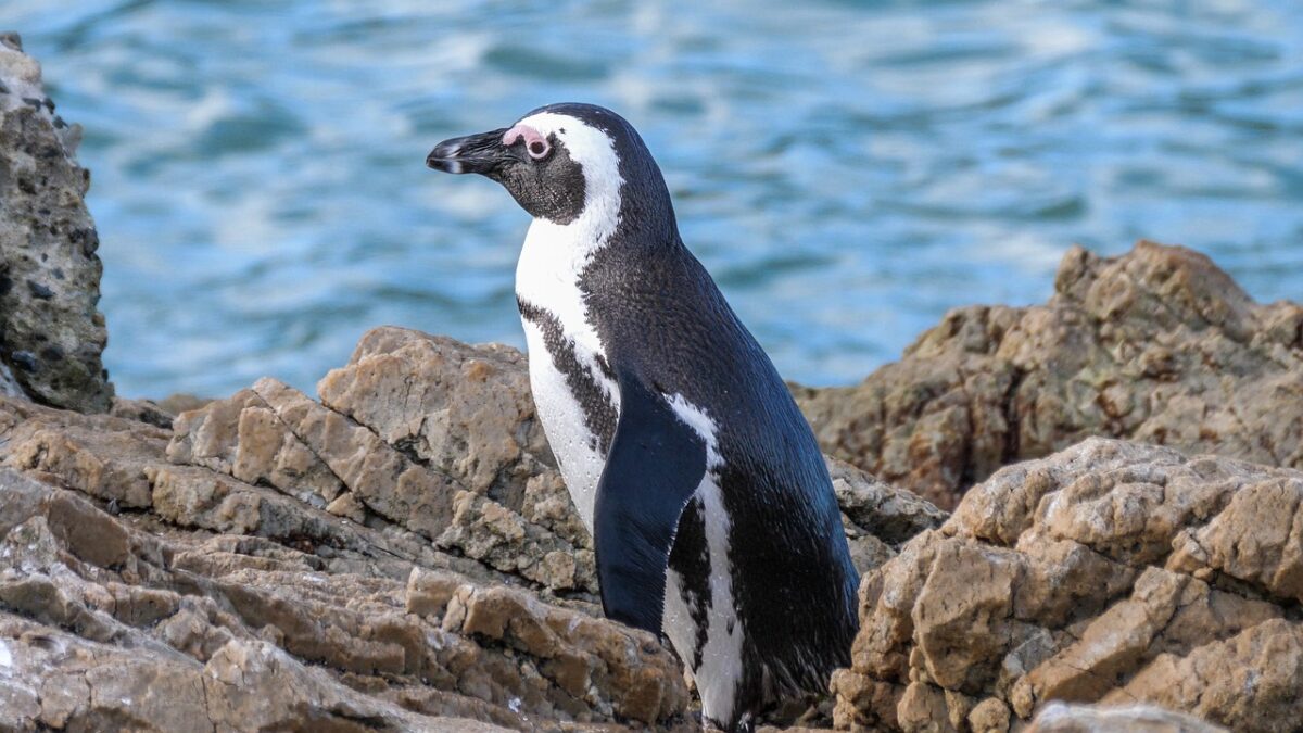 Zoom sur… les manchots ! - Nature et Zoo : l'actualité des zoos