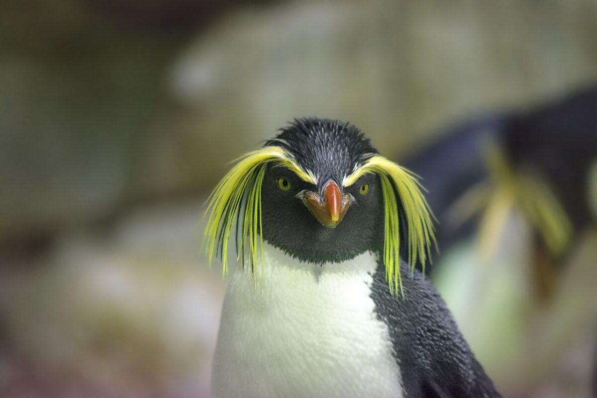 Zoom sur… les manchots ! - Nature et Zoo : l'actualité des zoos