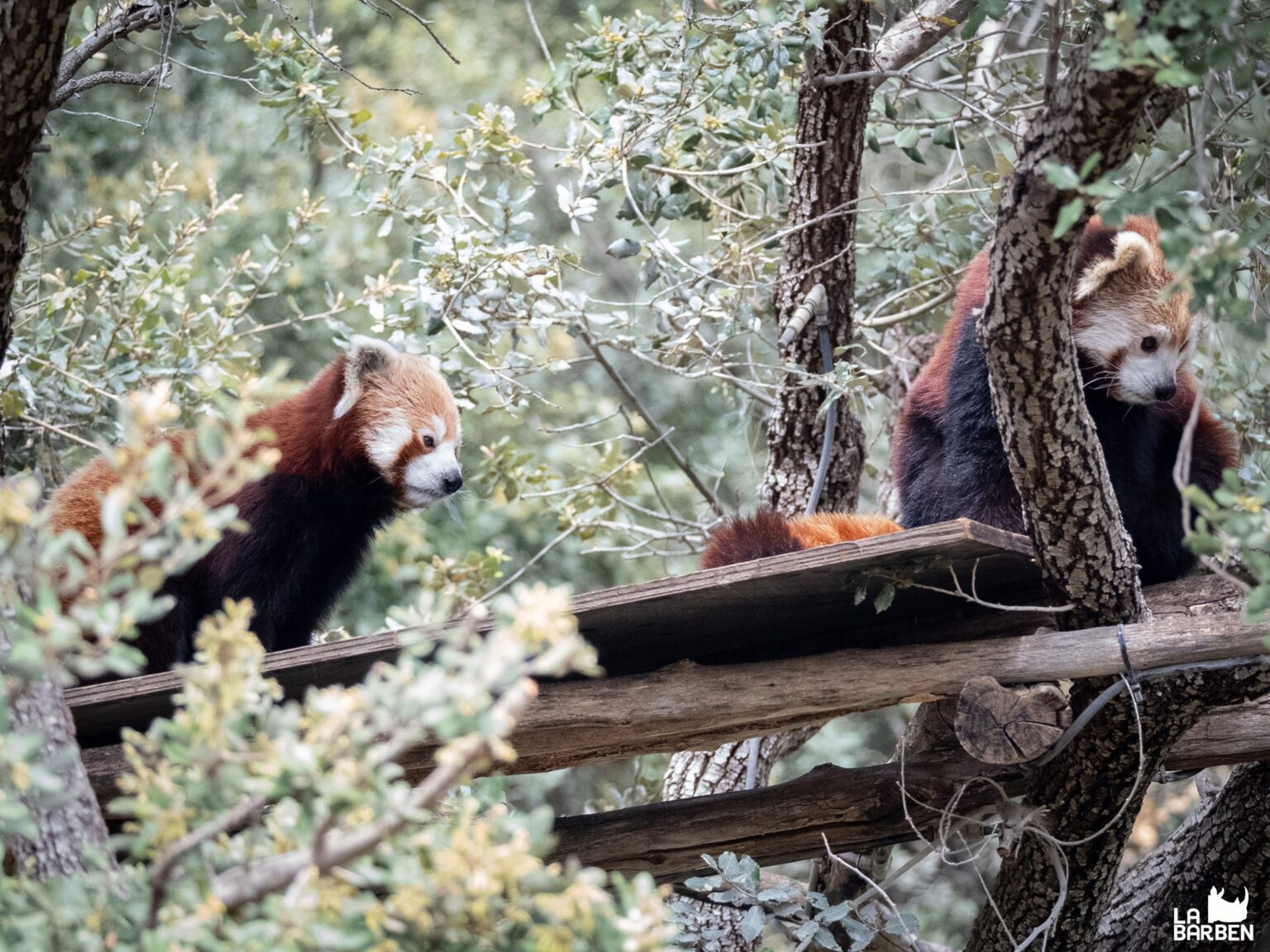 Saison des transferts chez les pandas roux en France - Nature et Zoo