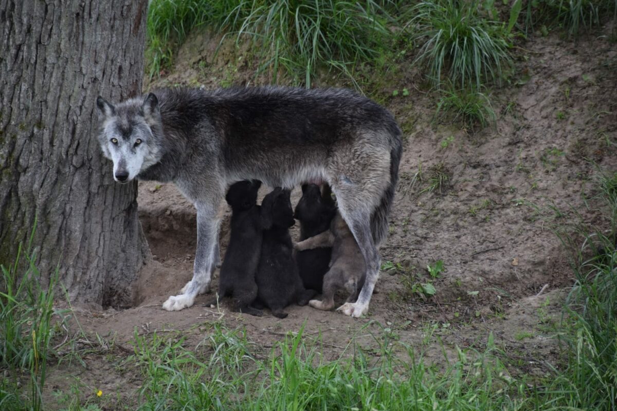 Baby-boom chez les loups - Nature et Zoo : l'actualité des parcs ...