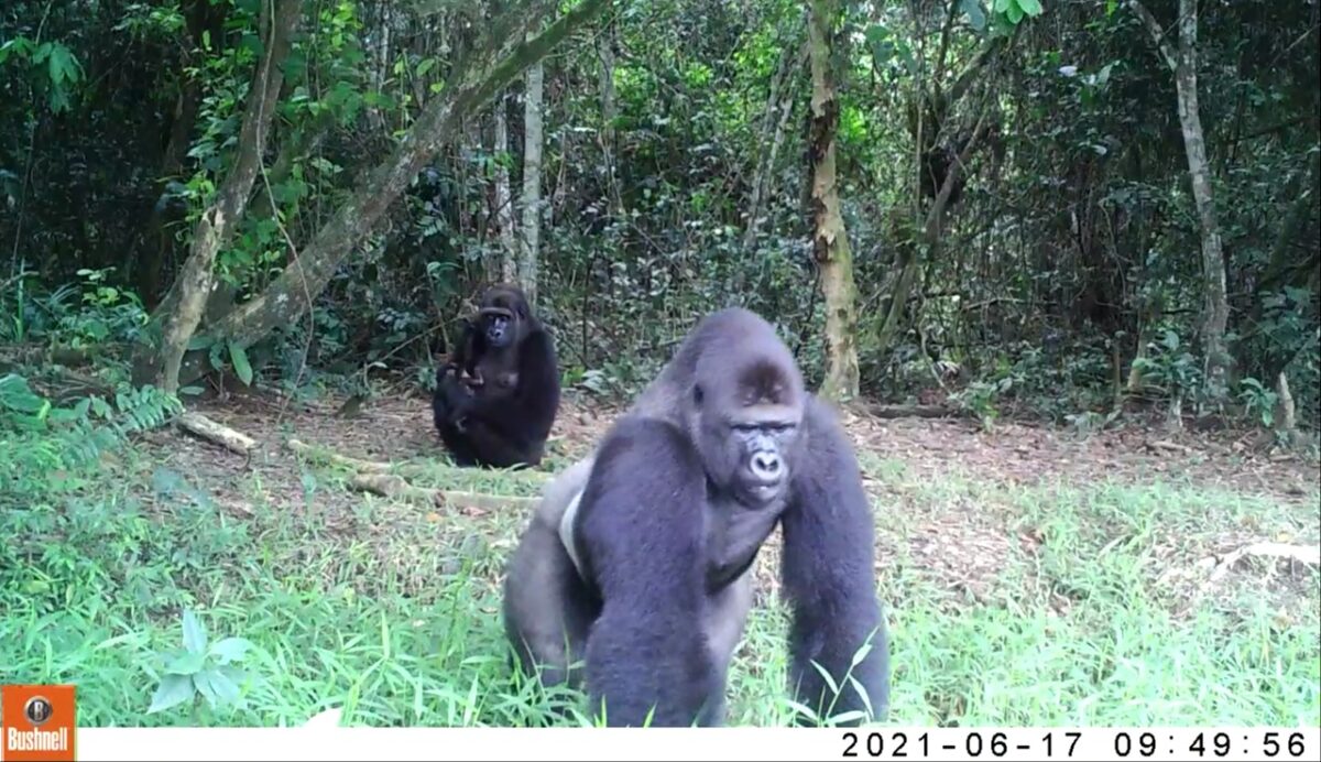 Un bébé pour Mayombé, la femelle gorille du Zoo de Beauval réintroduite ...