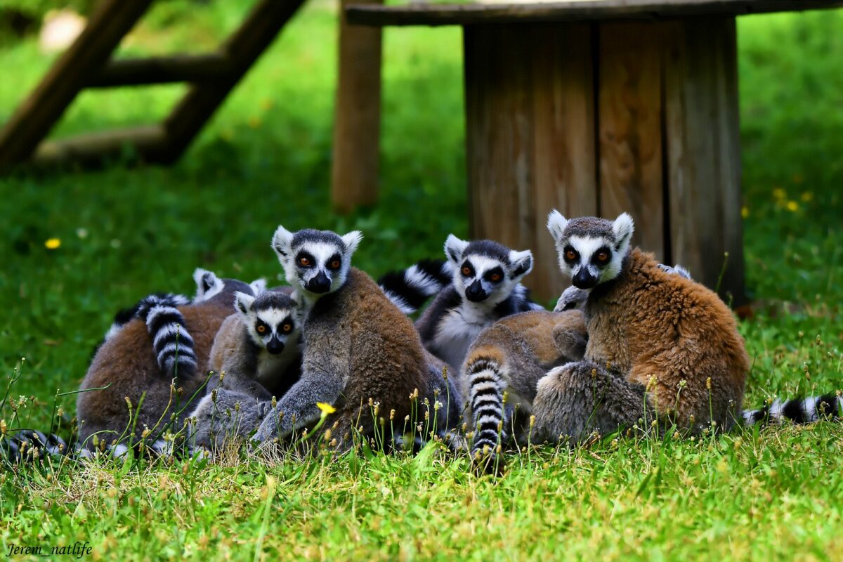 Actualités des zoos - Nature et Zoo : le blog des parcs zoologiques