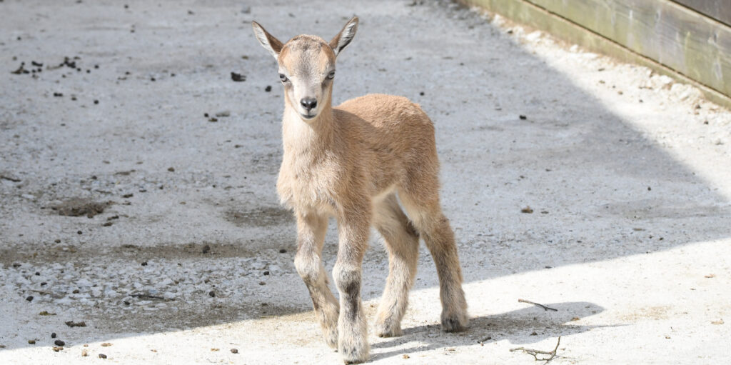 Une naissance unique à la Réserve Zoologique de la Haute-Touche ...