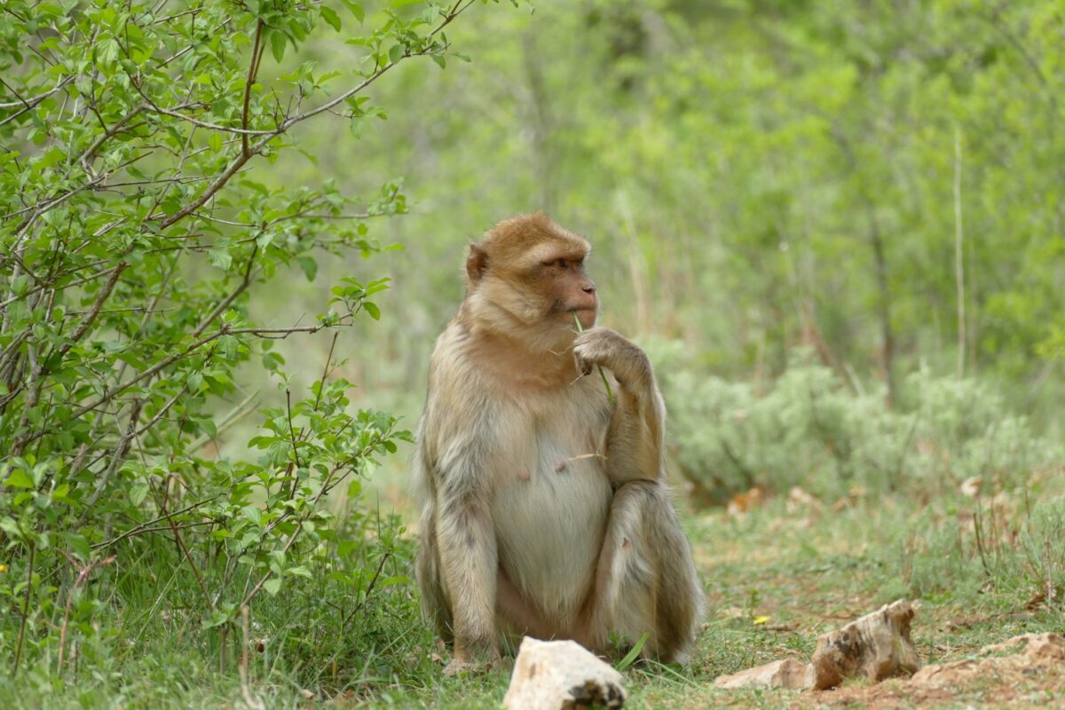 Forêt des Singes - Nature et Zoo : l'actualité des parcs zoologiques