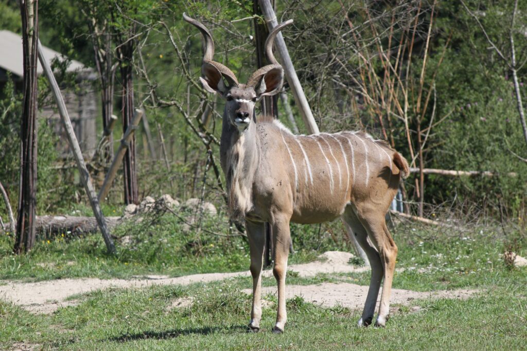 Un grand koudou est arrivé au PAL - Nature et Zoo