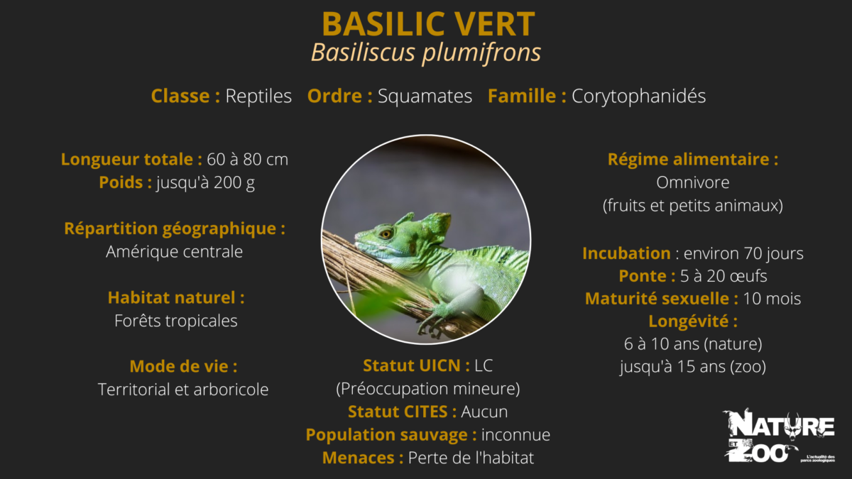 Basilic vert - Nature et Zoo : l'actualité des parcs zoologiques