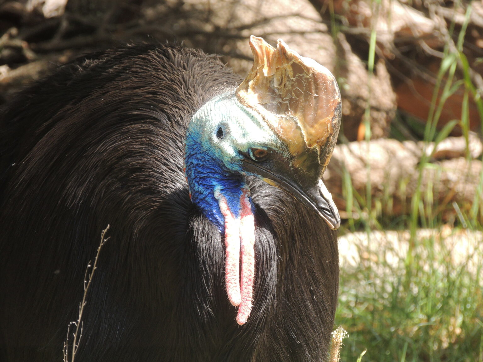 Casoar à casque - Nature et Zoo : l'actualité des parcs zoologiques