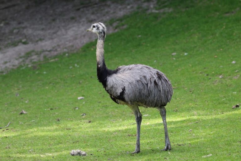 Nandou d'Amérique - Nature et Zoo : l'actualité des zoos