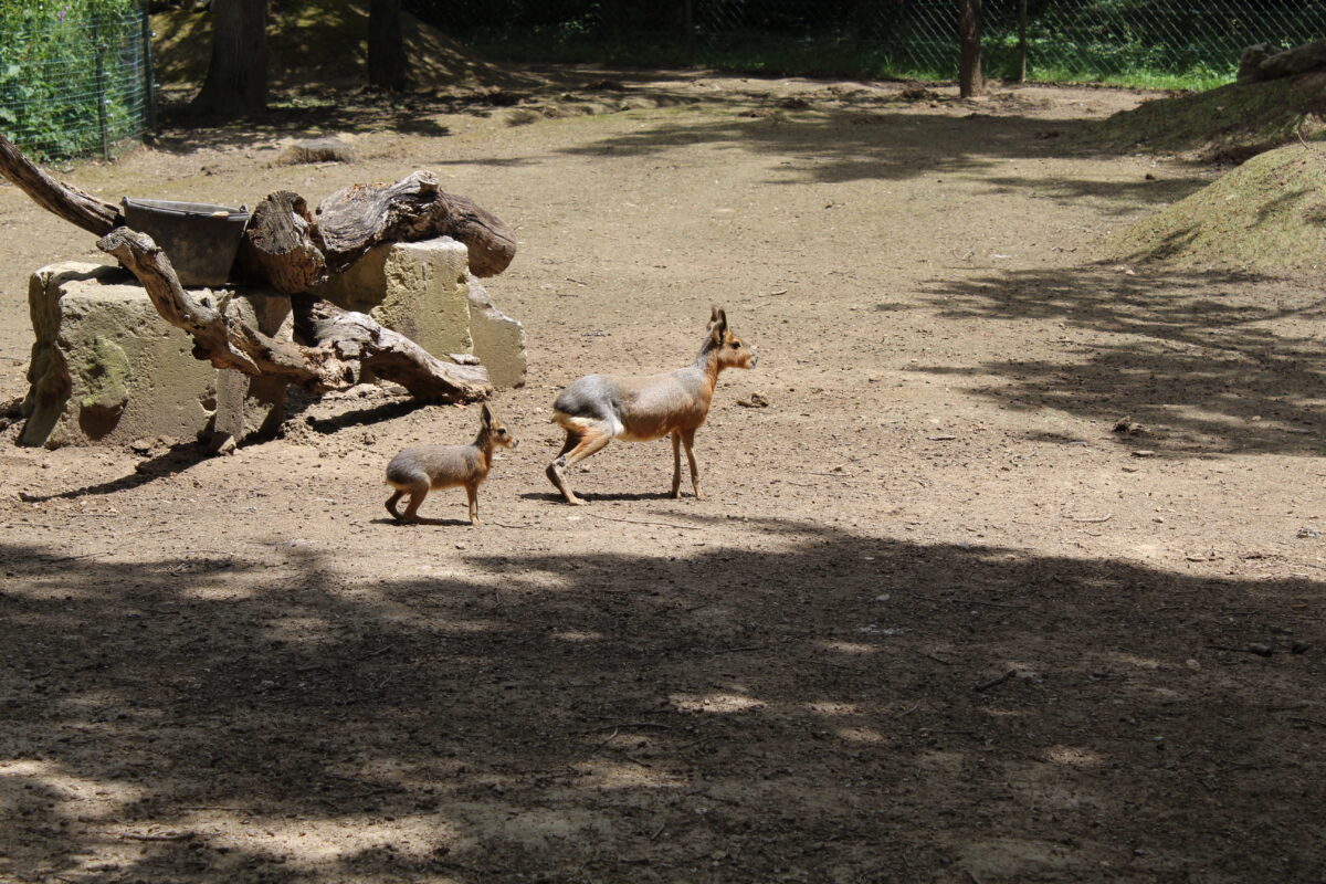 Baby boom au Zoo African Safari - Nature et Zoo : l'actualité des zoos