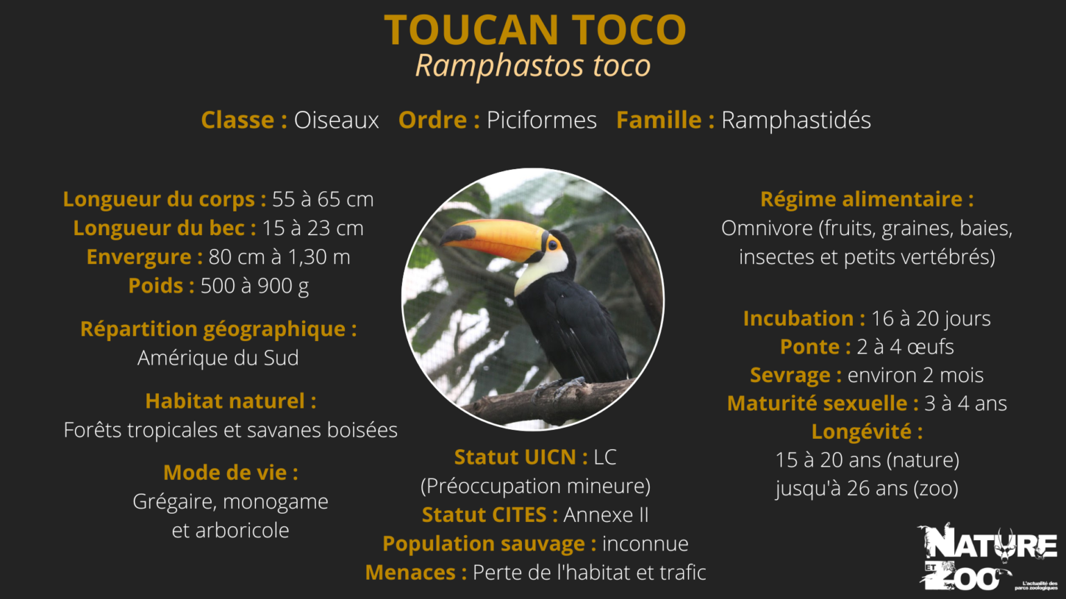 Toucan toco - Nature et Zoo