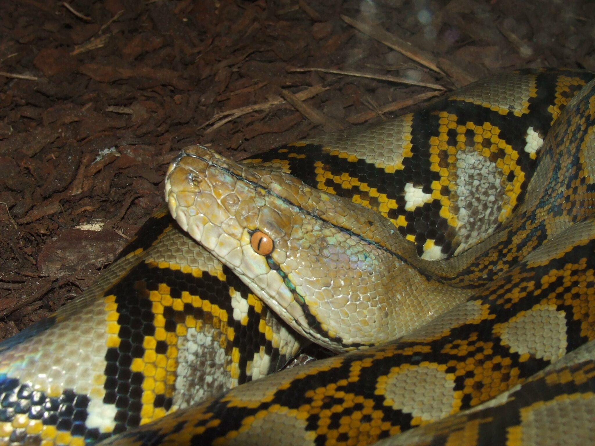 Python réticulé - Nature et Zoo : l'actualité des parcs zoologiques