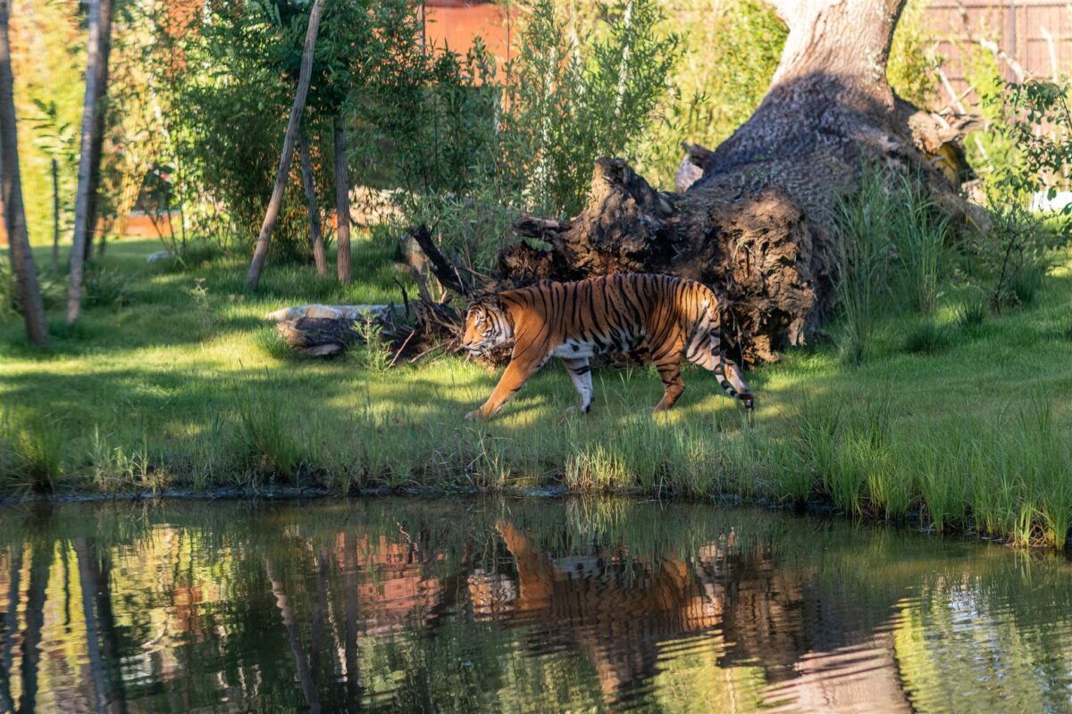 Nature et Zoo : L'actualité des parcs zoologiques