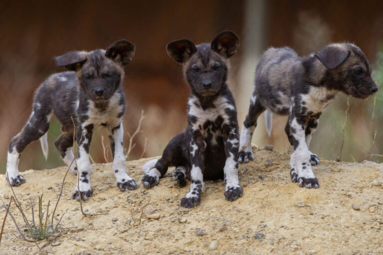 Lycaon - Nature et Zoo : l'actualité des parcs zoologiques