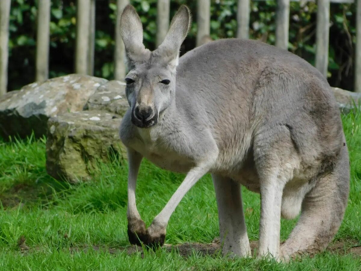 Kangourou roux - Nature et Zoo : l'actualité des parcs zoologiques