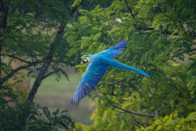 Ara bleu et jaune - Nature et Zoo : l'actualité des parcs zoologiques