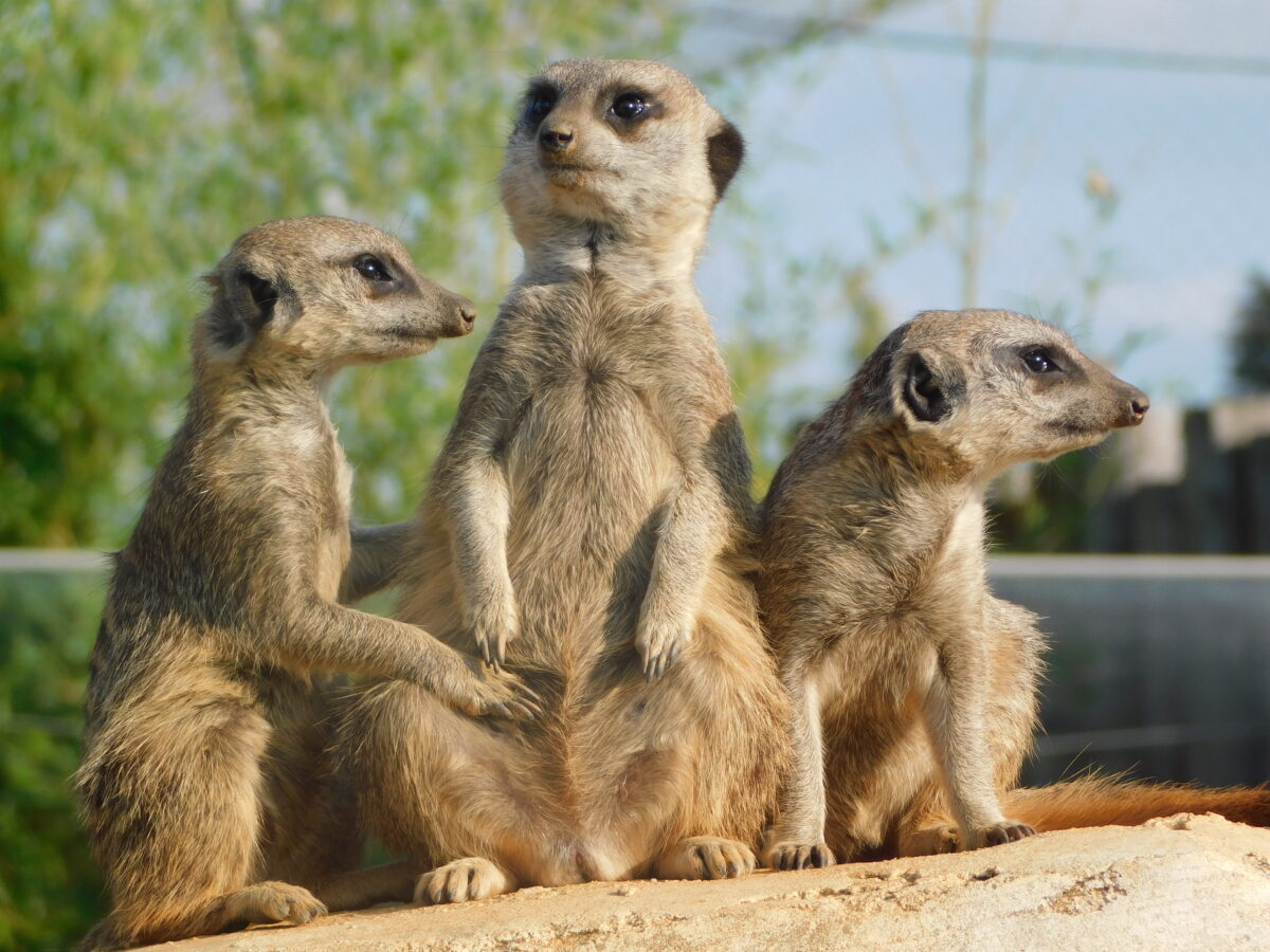 Suricate - Nature et Zoo : l'actualité des parcs zoologiques