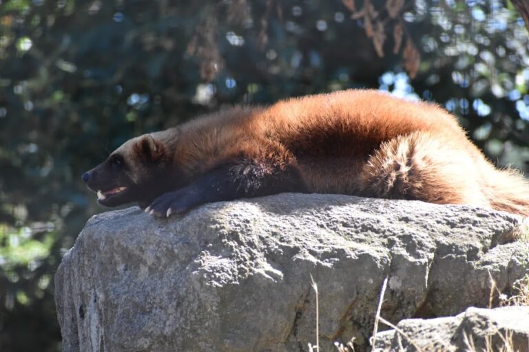 Glouton - Nature et Zoo : l'actualité des parcs zoologiques