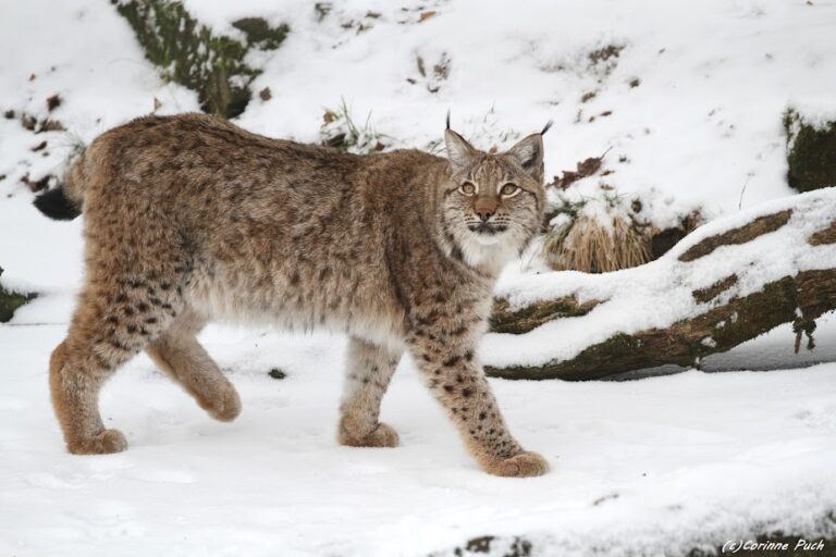Photo De Lynx Boréal – Lynx Boréal Mode De Vie – RCATL