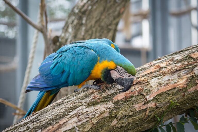 Ara bleu et jaune - Nature et Zoo : l'actualité des parcs zoologiques