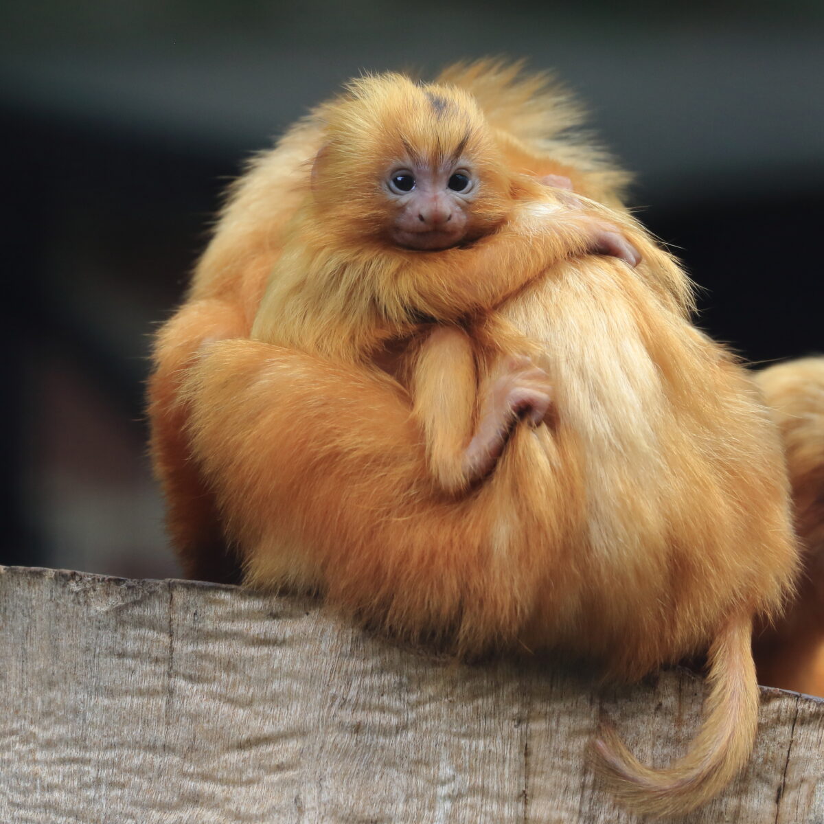 Des tamarins-lions dorés sont nés à la Ménagerie du Jardin des Plantes ...