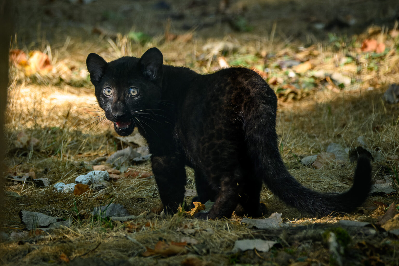 Plusieurs petits félins voient le jour aux Parcs Zoologiques de Lumigny ...