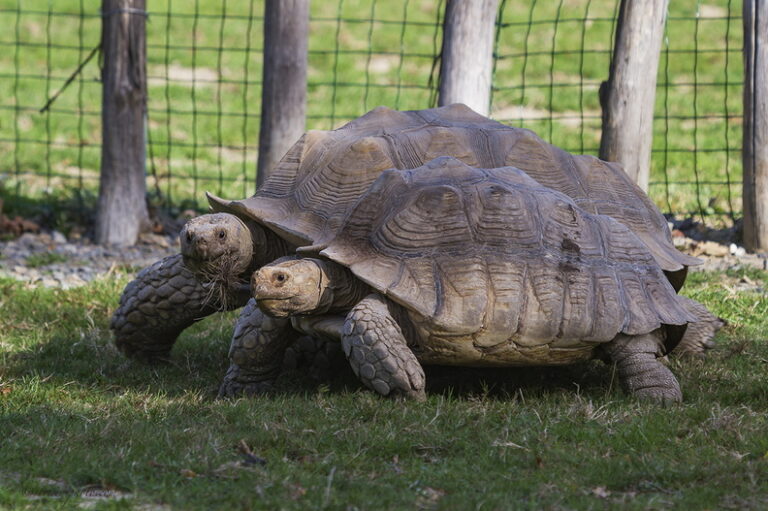 Tortue sillonnée - Nature et Zoo : l'actualité des parcs zoologiques
