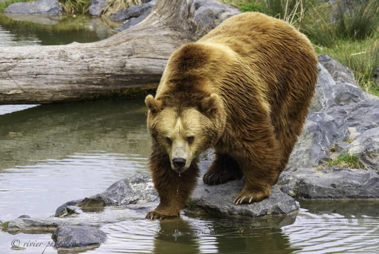 Ours brun - Nature et Zoo
