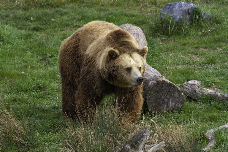 Ours brun - Nature et Zoo
