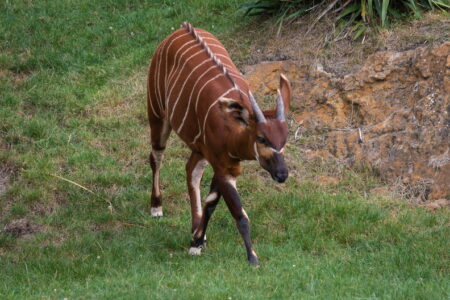 Bongo - Nature et Zoo : l'actualité des parcs zoologiques
