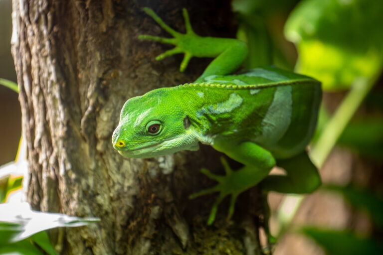 Iguane à bandes des Fidji - Nature et Zoo : l'actualité des zoos