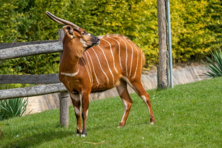 Bongo - Nature et Zoo : l'actualité des parcs zoologiques