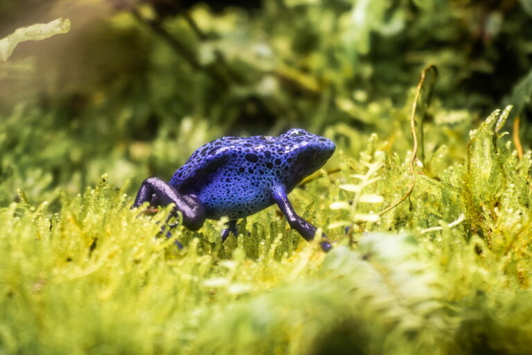 Dendrobate bleu - Nature et Zoo : l'actualité des parcs zoologiques