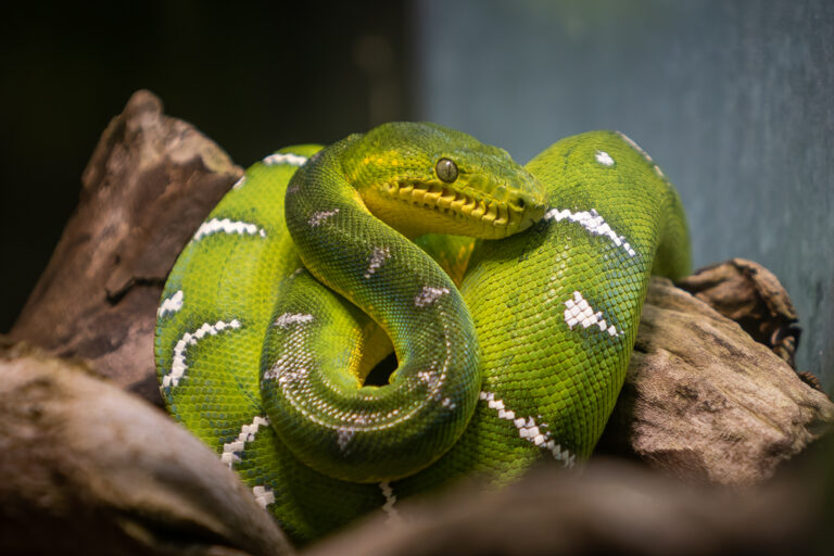 Boa émeraude - Nature et Zoo : l'actualité des parcs zoologiques
