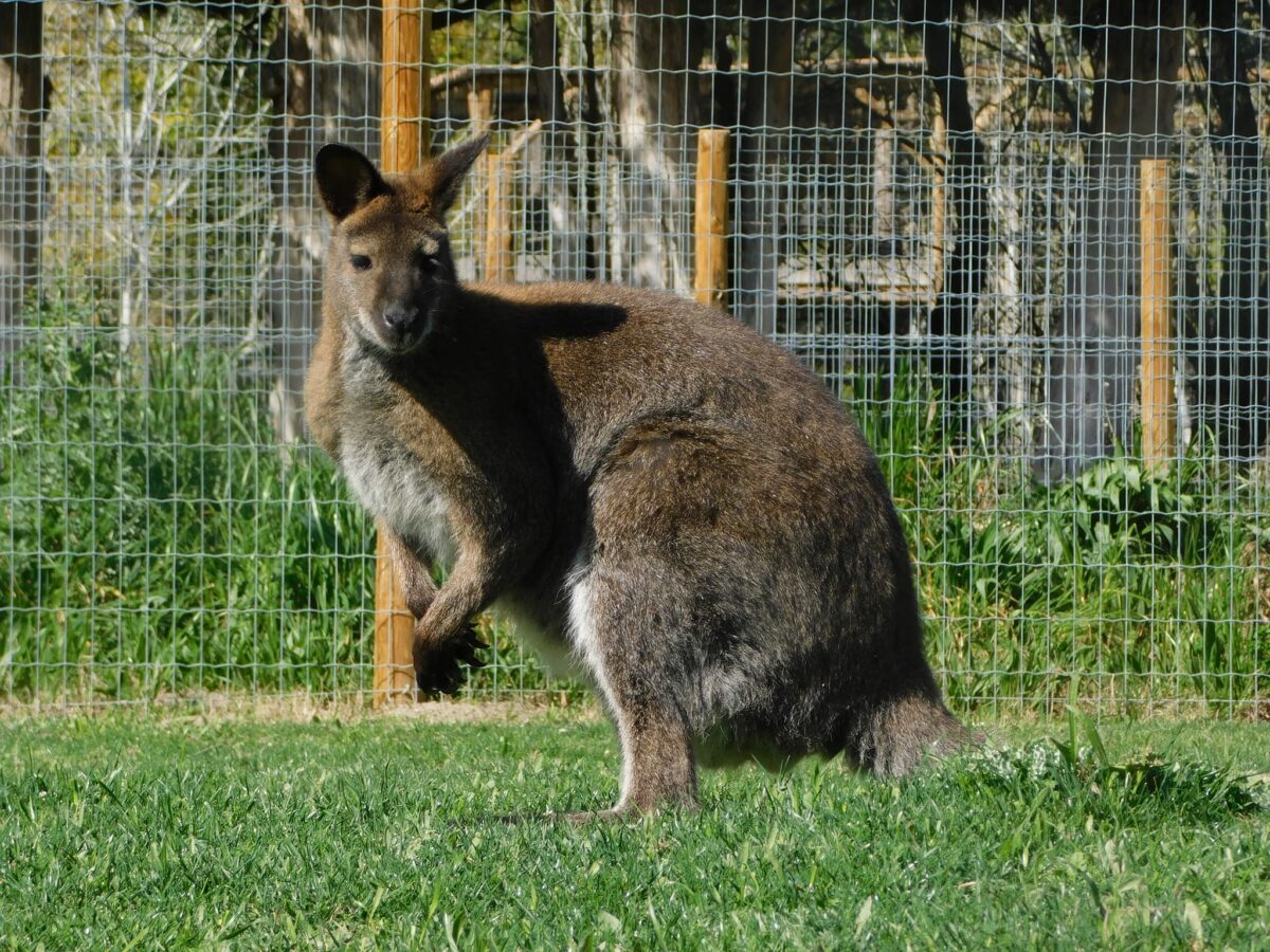 Wallaby de Bennett - Nature et Zoo : l'actualité des zoos