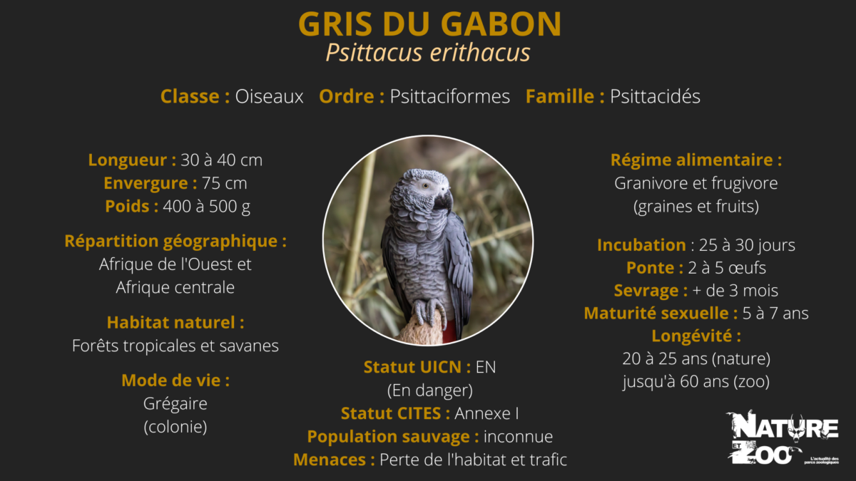 Gris du Gabon - Nature et Zoo : l'actualité des parcs zoologiques
