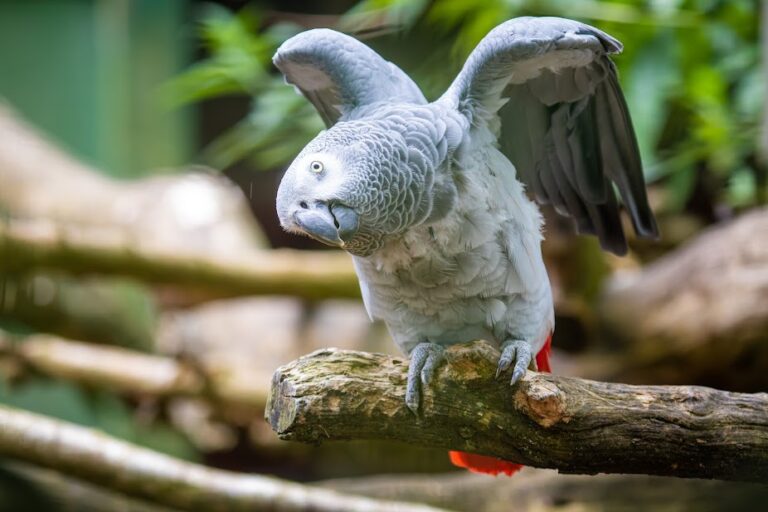 Gris du Gabon - Nature et Zoo : l'actualité des parcs zoologiques