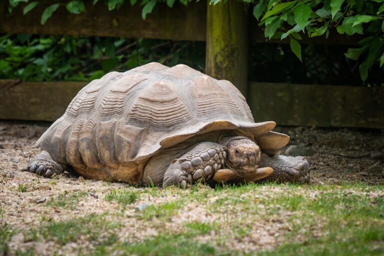 Tortue sillonnée - Nature et Zoo : l'actualité des parcs zoologiques