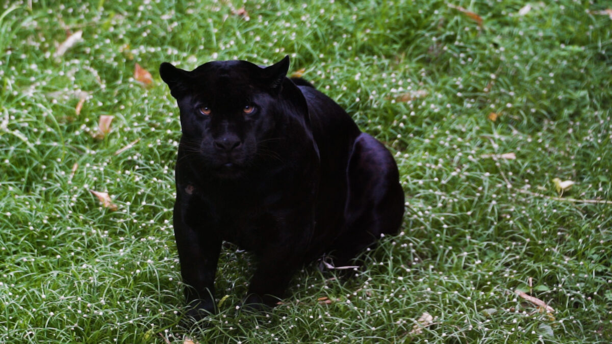Zoo de Martinique - Nature et Zoo : l'actualité des parcs zoologiques