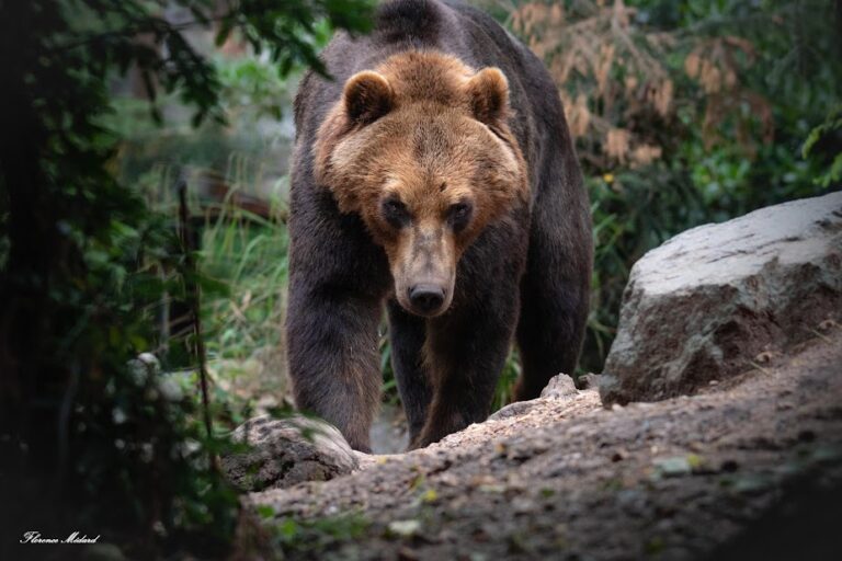 Ours brun - Nature et Zoo